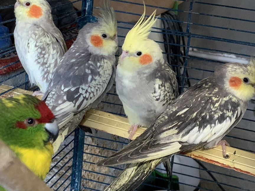 Попугаи Кореллы