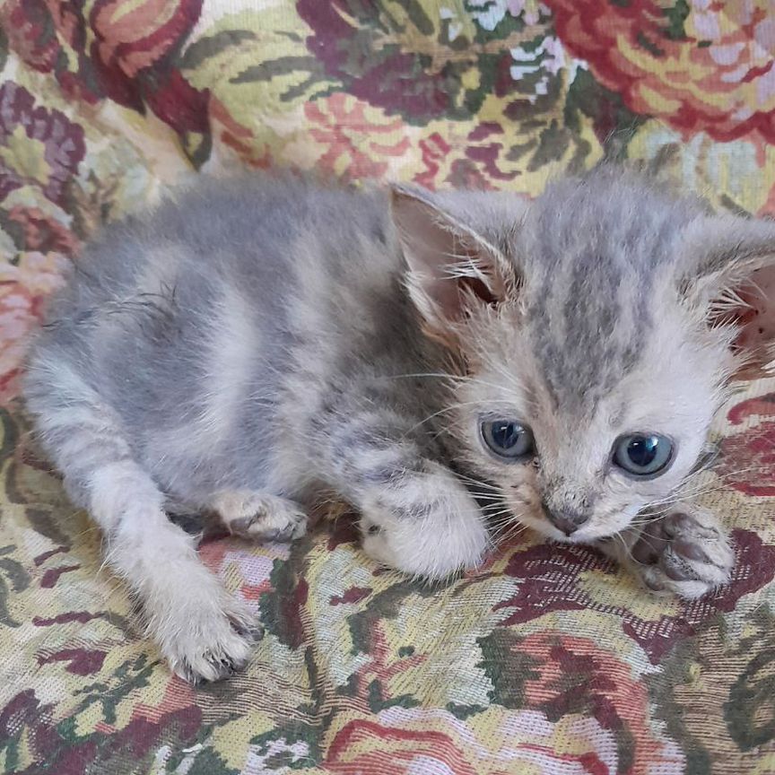 Котенок