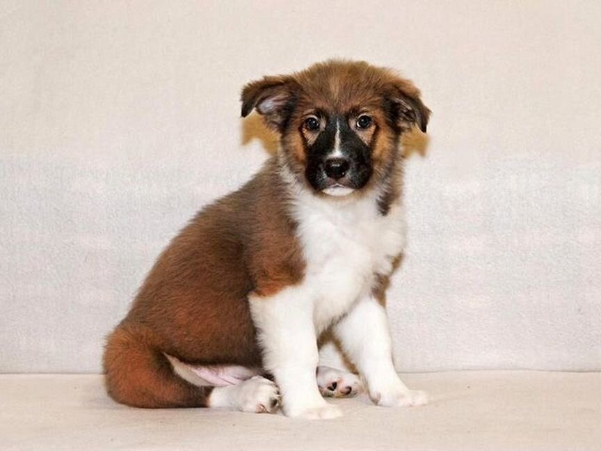 Замечательный красавец, домашний щенок Мишутка