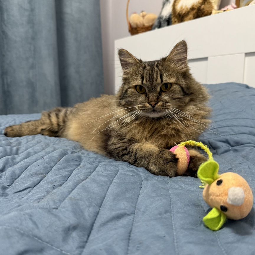 Котику нужен человек