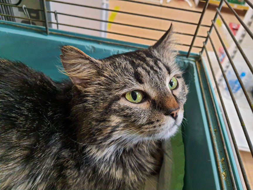 Ласковый пушочек Самсон