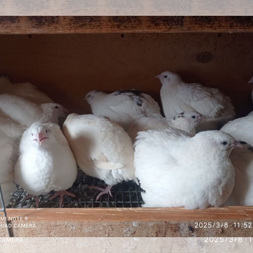Продажа перепела несушки