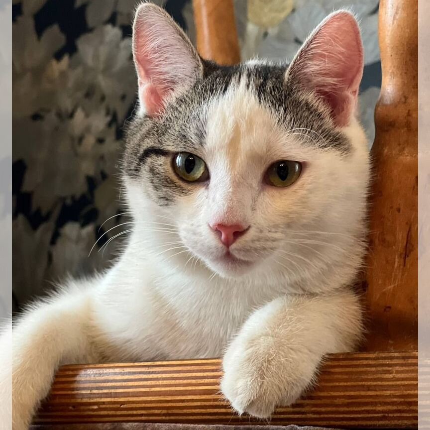 Котик в добрые руки