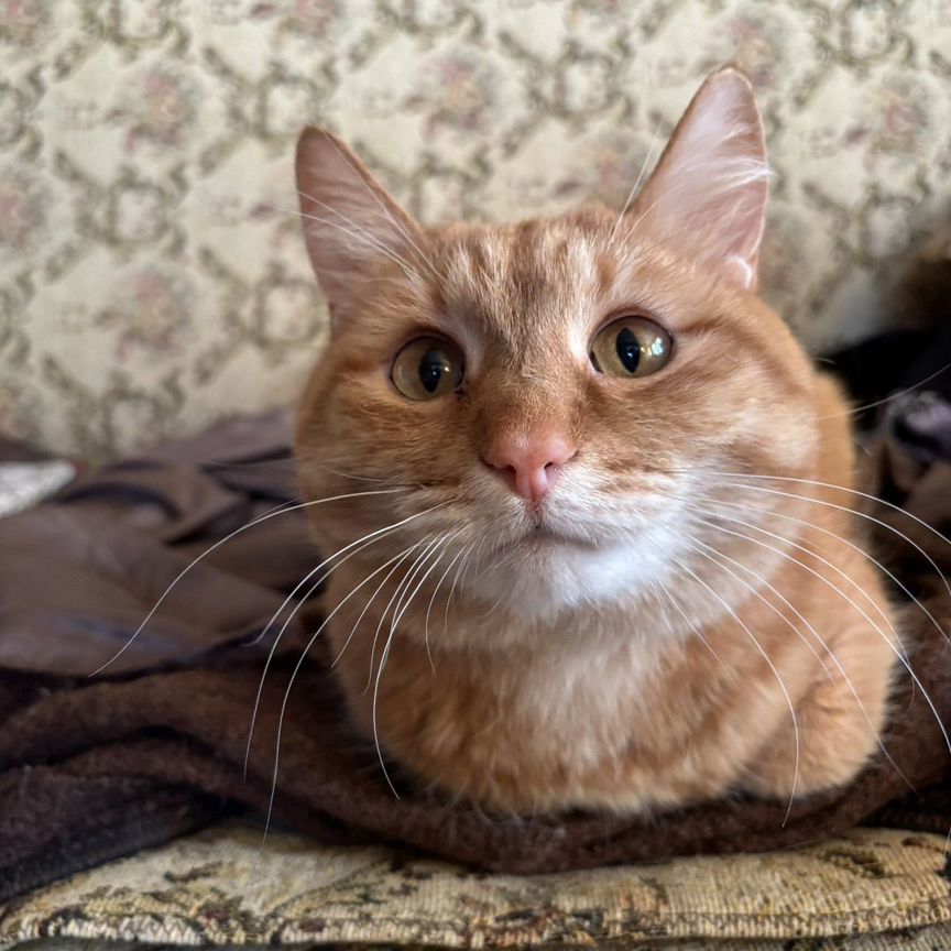 Рыжий кот