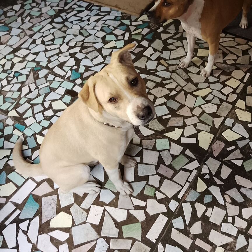 Отдам в добрые руки, 1год, сторож для двора