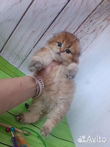 Шотландская куколка