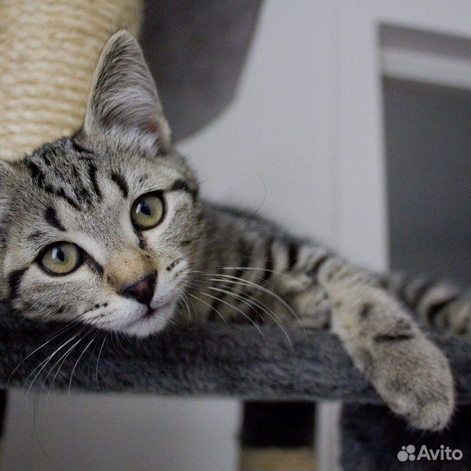 Табби макрель полосатый котик