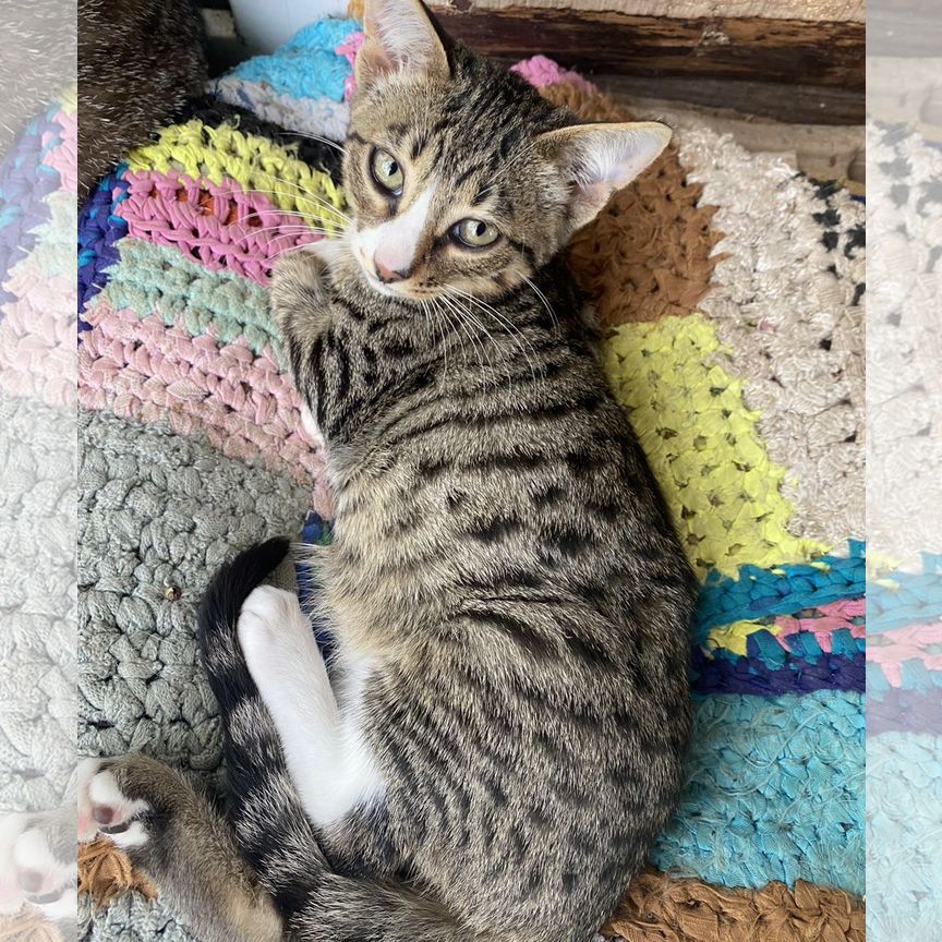 Кошечка в добрые руки