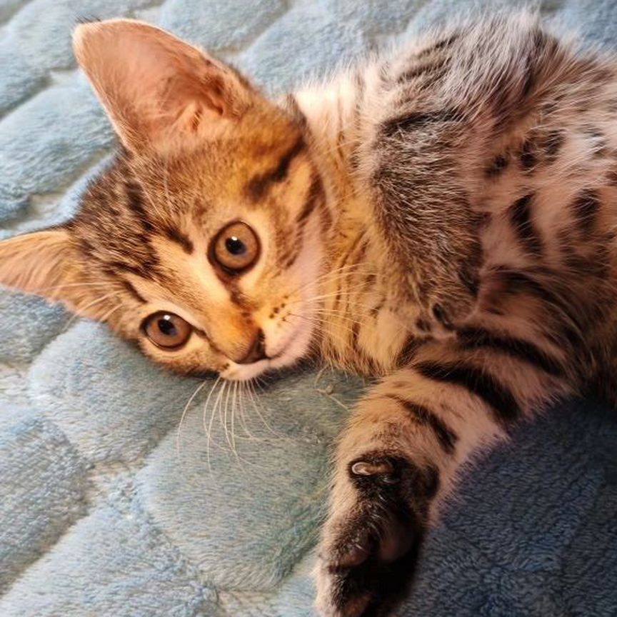 Американский короткошёрстный котёнок