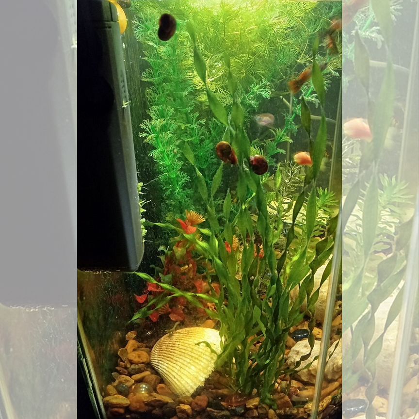 Отдам улиток