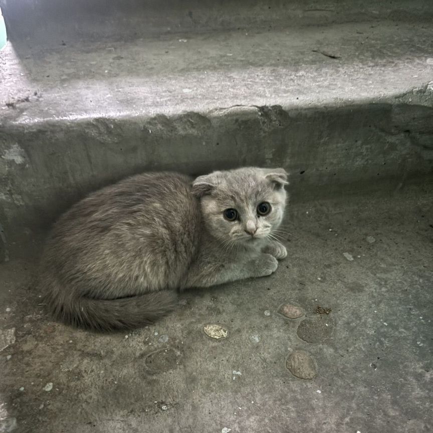 Шотландская вислоухая кошка бесплатно