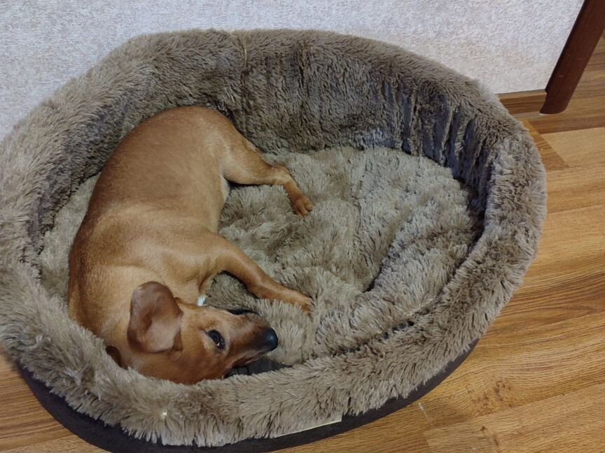 Отдам щенка в добрые руки