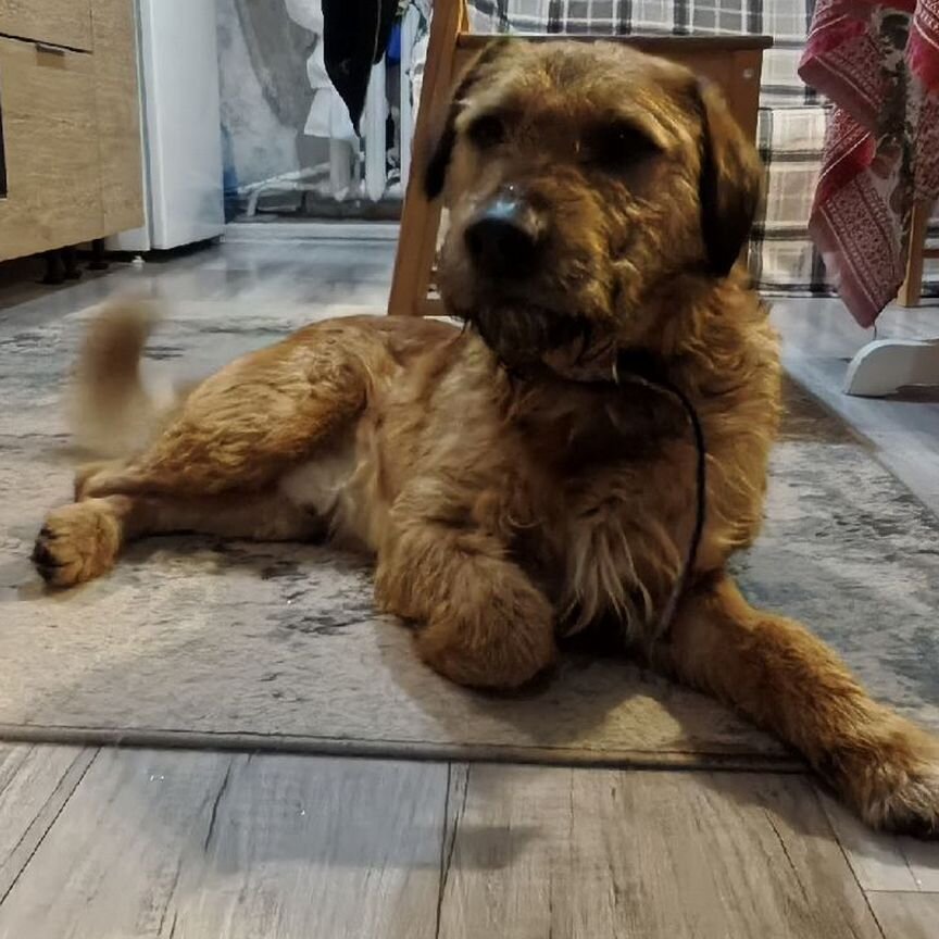 Дратхаар, взрослый пёс