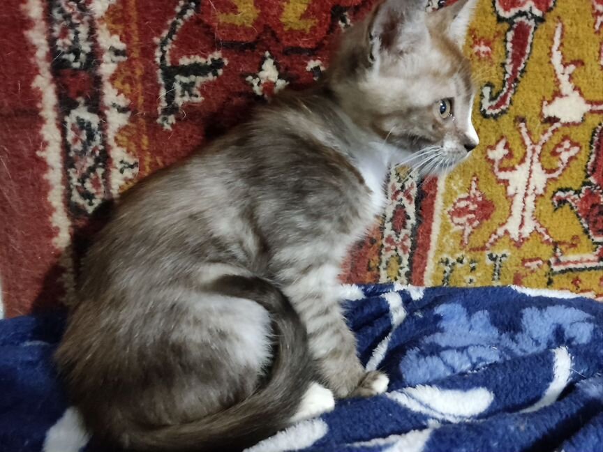 Прекрасный маленький котик, в добрые руки