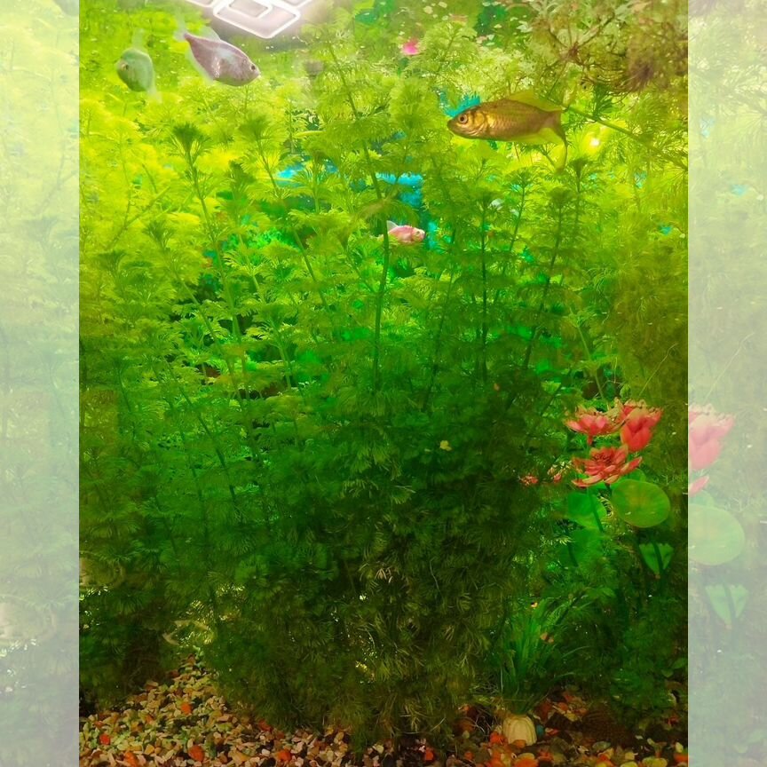 Продам большой куст растения