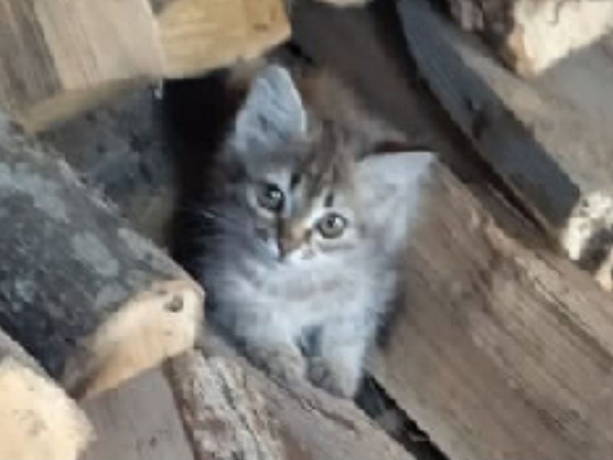 Домашние котята на улице