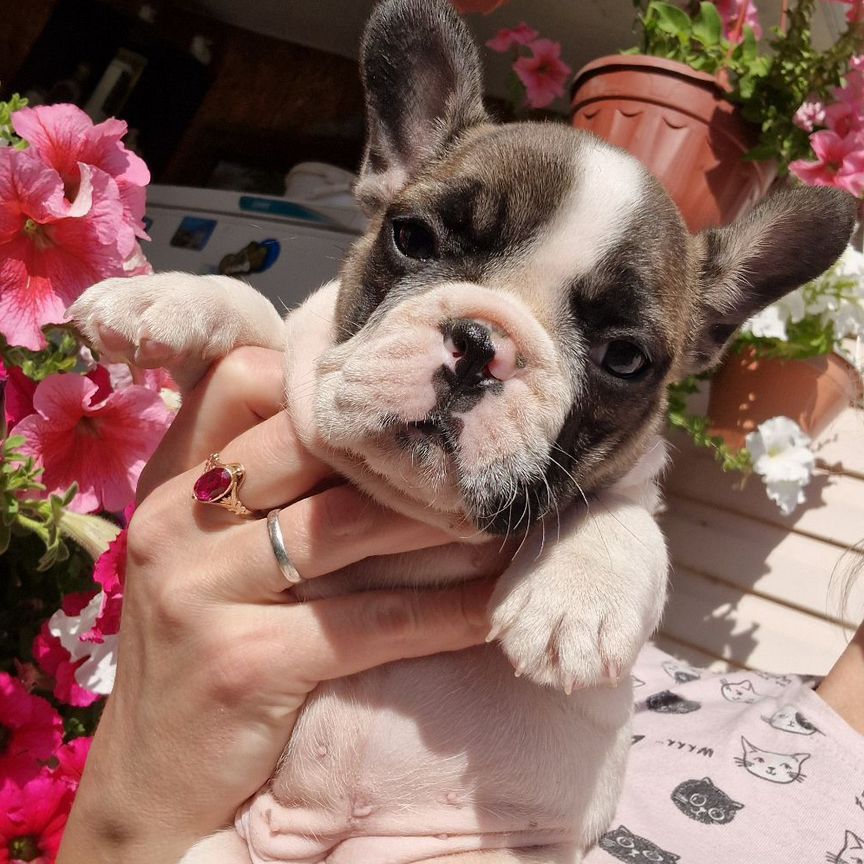 Французские Булочки мини