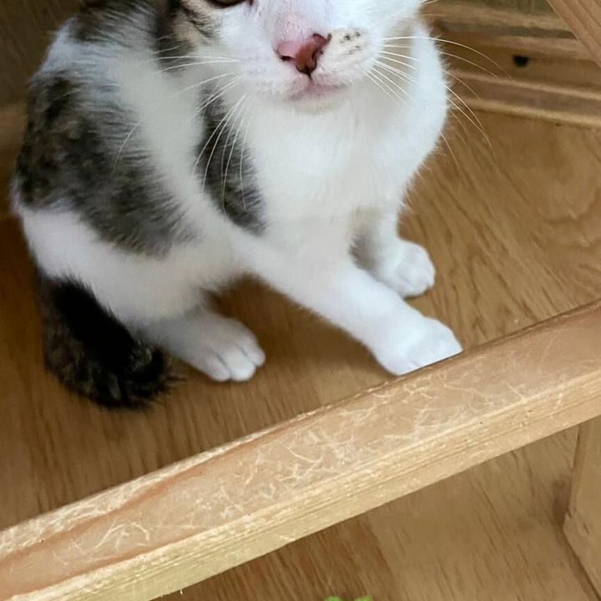 Котенок в ответственные руки