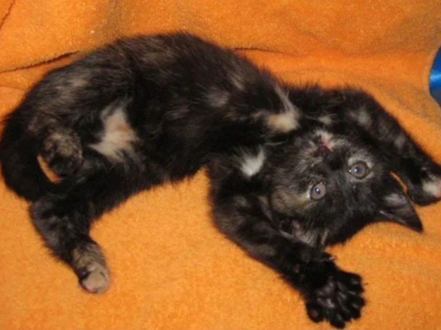 Котенок в добрые руки