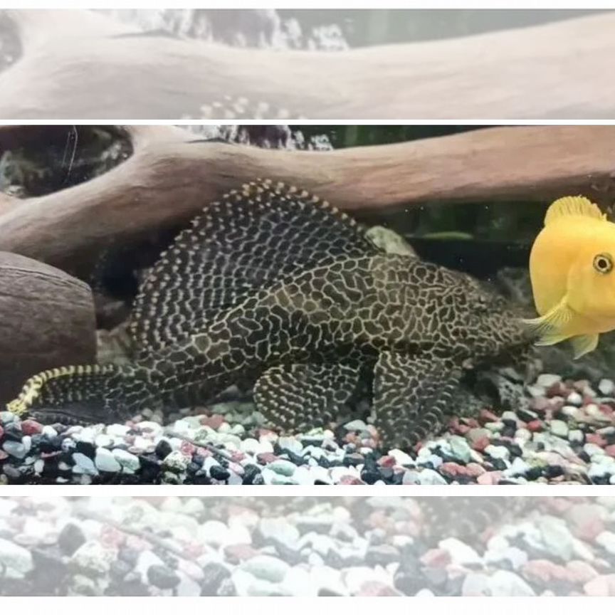 Аквариумный сом птеригоплихт, парчовый