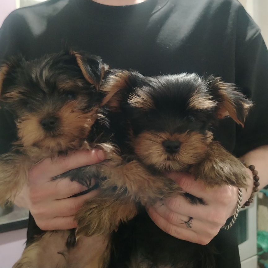 Йоркширский терьер, щенок