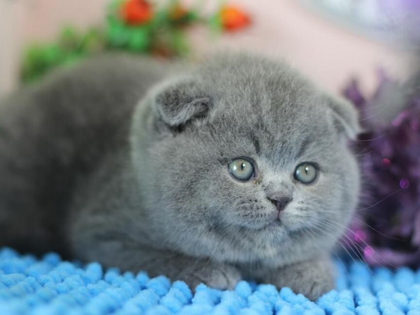 Шотландская