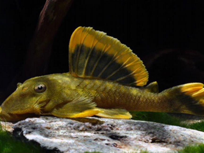 L-47 Магнум Плеко (Baryancistrus chrysolomus)