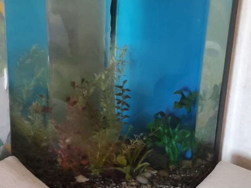 Аквариум, торг