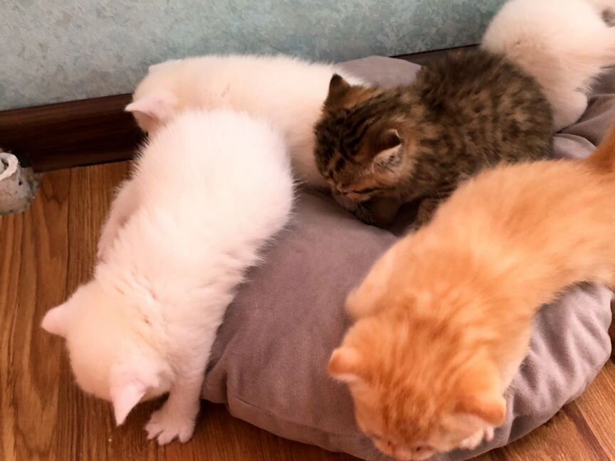 Шотландские прямоухие котята