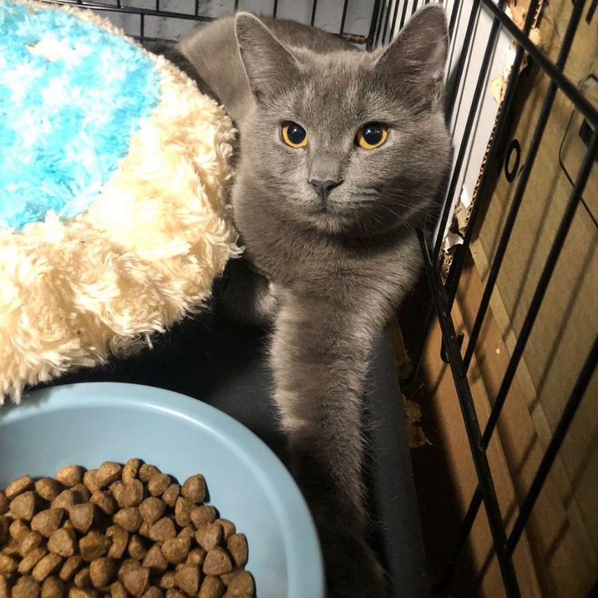 Ласковый серый котик Конрад из приюта