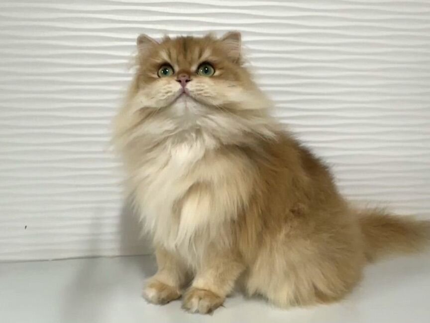 Британская золотая шиншила