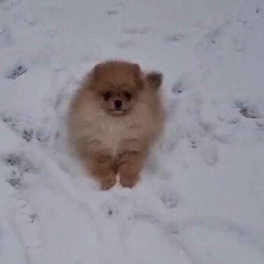 Померанский шпиц мини
