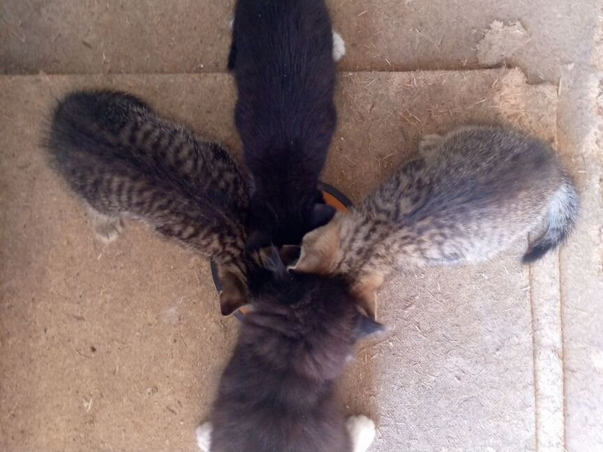 Котята в добрые руки