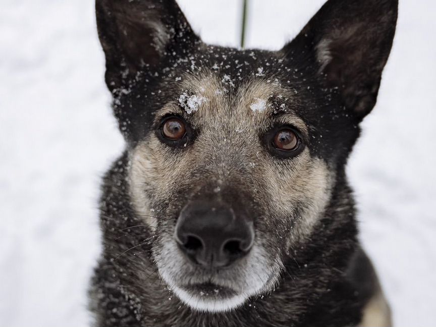 Монти ищет семью