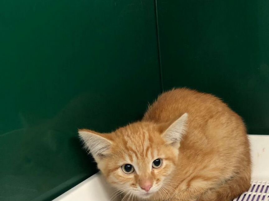 Рыженький котенок