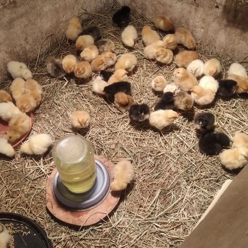 Цыплята суточные