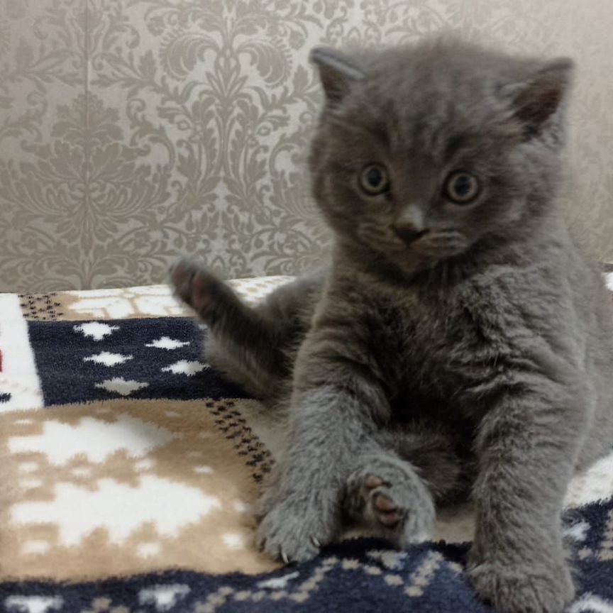 Шотландская