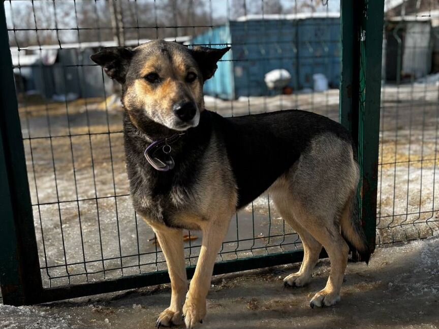 Собака в добрые руки