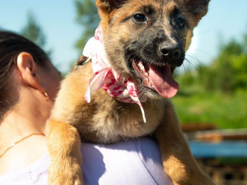 Щенок ищет дом