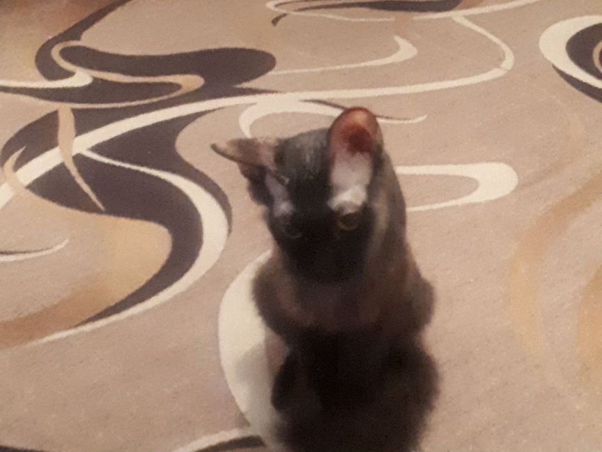 Кошка сфинкс бесплатно