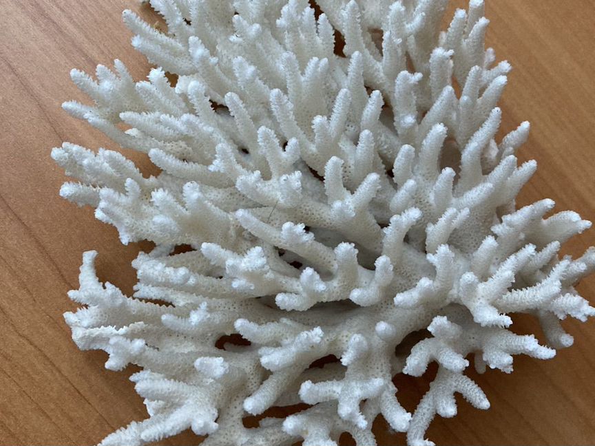 Морские кораллы