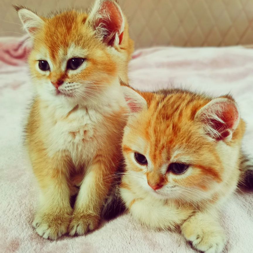 Британские котята золотая шиншилла