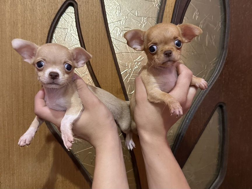Чихуахуа мини девочки