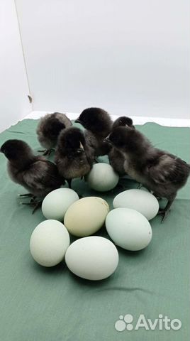 Инкубационное яйцо