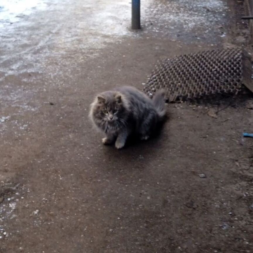 Отдам котëнка 6 месяцев
