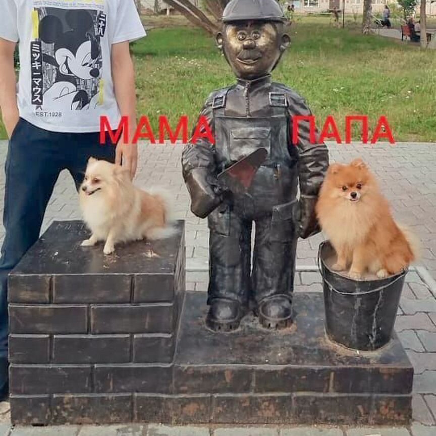 Щенки шпица мини