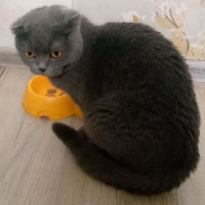 Британская короткошёрстная, взрослая кошка