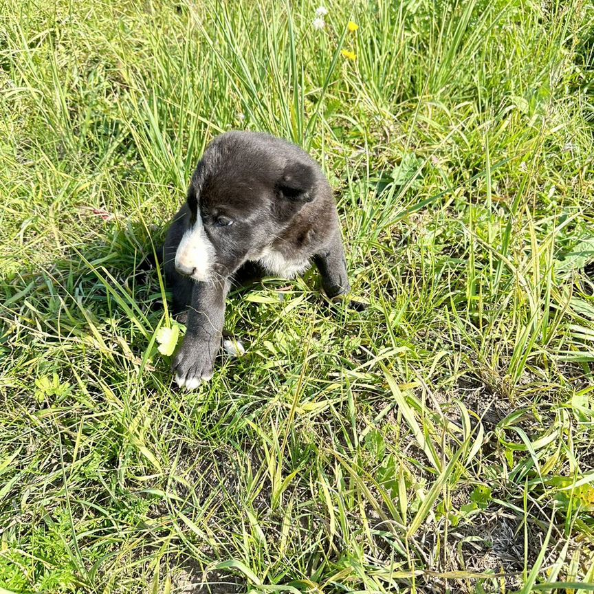 Щенки алабая продажа