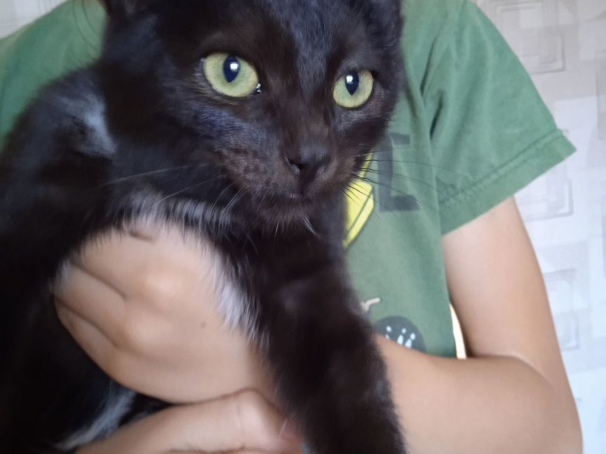 Котёнок