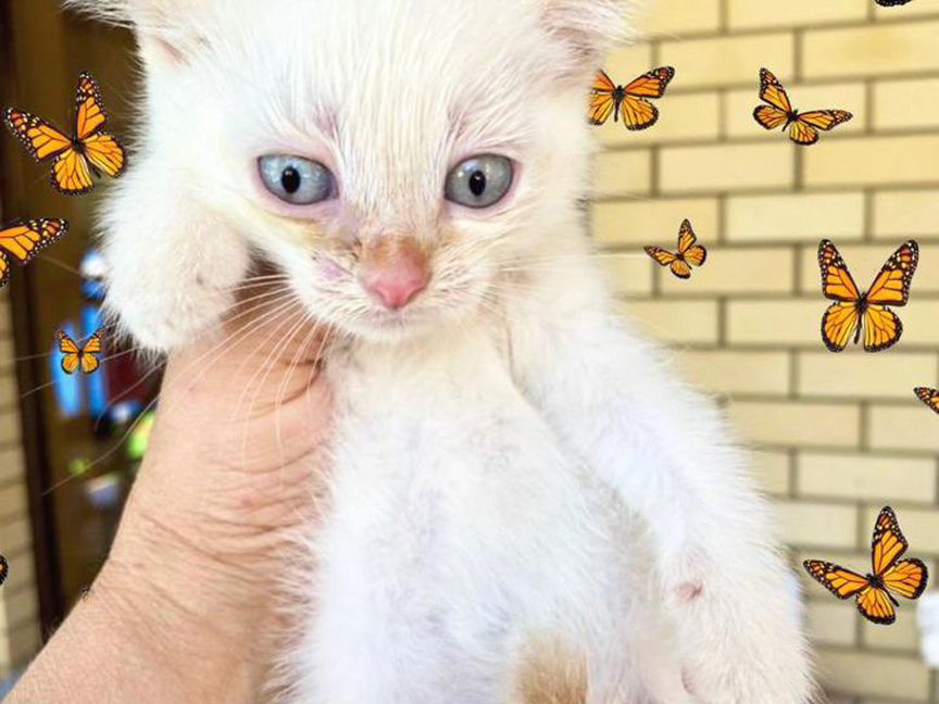 Котик голубоглазый